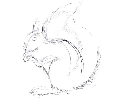 Squirrel Drawing - An Easy Drawing Tutorial for Beginners
