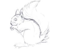 Squirrel Drawing - An Easy Drawing Tutorial for Beginners