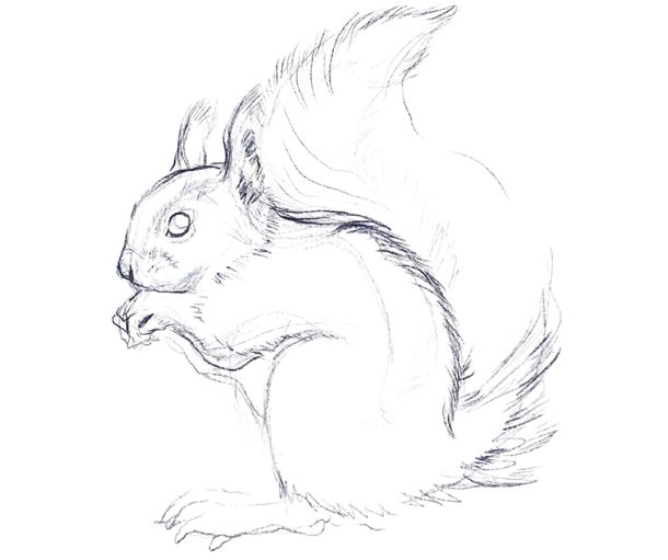 Squirrel Drawing - An Easy Drawing Tutorial for Beginners