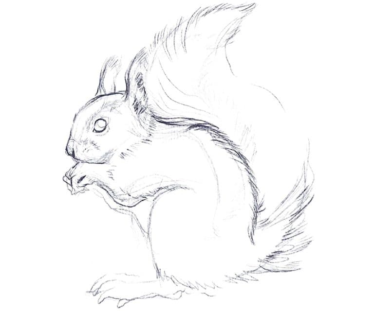 Squirrel Drawing - An Easy Drawing Tutorial for Beginners
