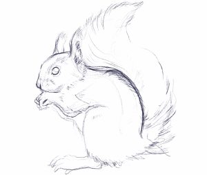 Squirrel Drawing - An Easy Drawing Tutorial for Beginners