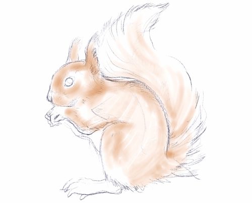 Squirrel Drawing - An Easy Drawing Tutorial for Beginners