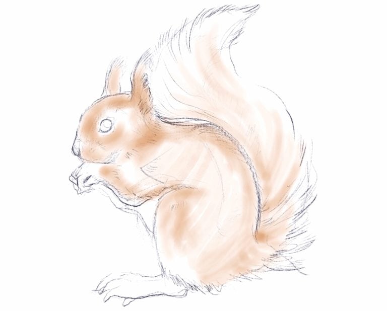 Squirrel Drawing - An Easy Drawing Tutorial for Beginners