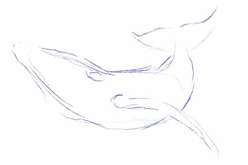 Whale Drawing - A Guide to Drawing the Ocean's Gentle Giant