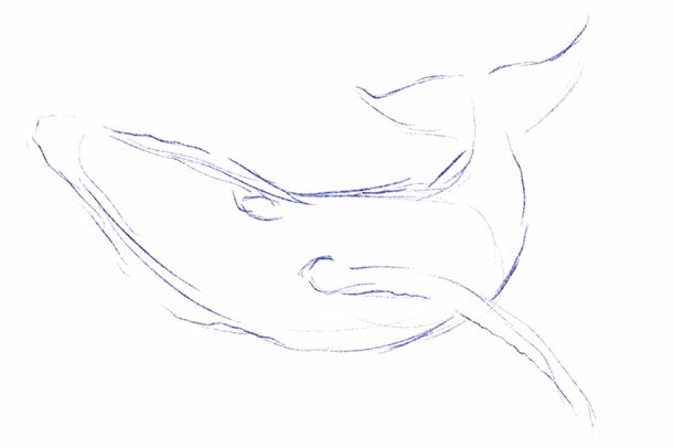 Wal zeichnen - Ein Leitfaden zum Zeichnen