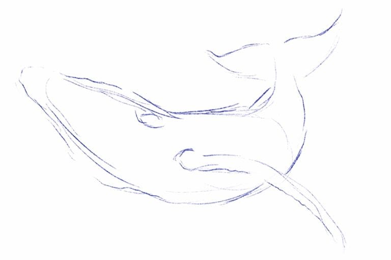 Whale Drawing - A Guide to Drawing the Ocean's Gentle Giant