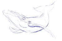 Whale Drawing - A Guide to Drawing the Ocean's Gentle Giant