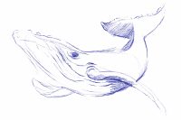 Whale Drawing - A Guide to Drawing the Ocean's Gentle Giant