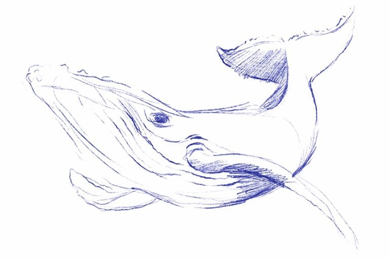 Whale Drawing - A Guide to Drawing the Ocean's Gentle Giant