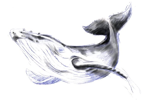 Whale Drawing - A Guide to Drawing the Ocean's Gentle Giant