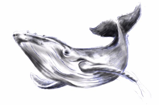 Whale Drawing - A Guide to Drawing the Ocean's Gentle Giant