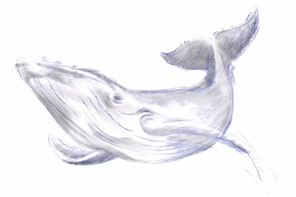 Wal zeichnen - Ein Leitfaden zum Zeichnen