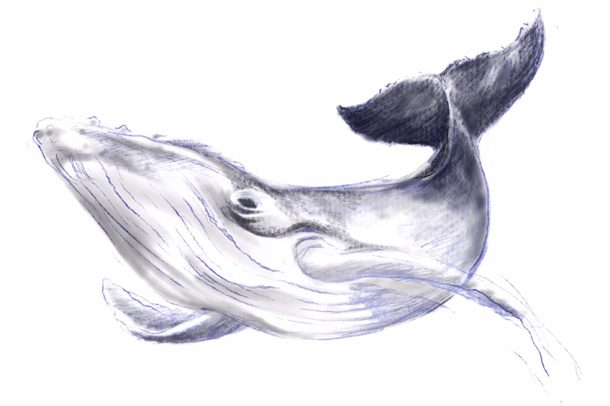 Wal zeichnen - Ein Leitfaden zum Zeichnen