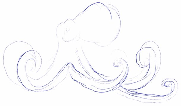 Octopus Drawing - An Easy Guide to Drawing a Realistic Octopus