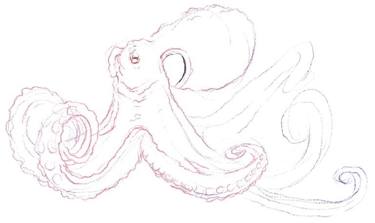 Octopus Drawing - An Easy Guide to Drawing a Realistic Octopus