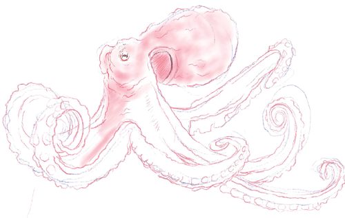 Octopus Drawing - An Easy Guide to Drawing a Realistic Octopus