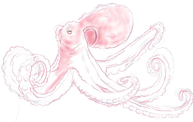 Octopus Drawing - An Easy Guide to Drawing a Realistic Octopus