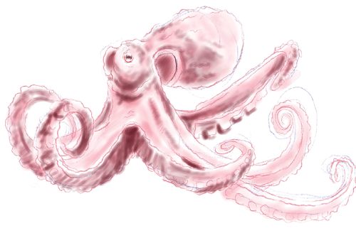 Octopus Drawing - An Easy Guide to Drawing a Realistic Octopus