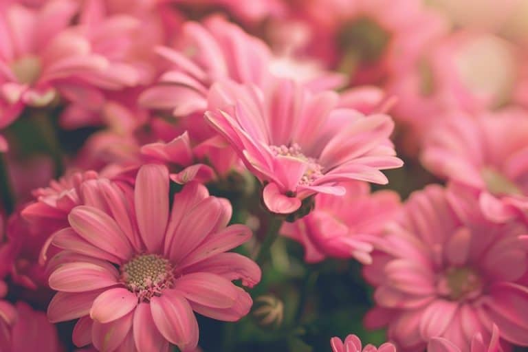 What Color Does Pink and Orange Make? - A Sunset Blend