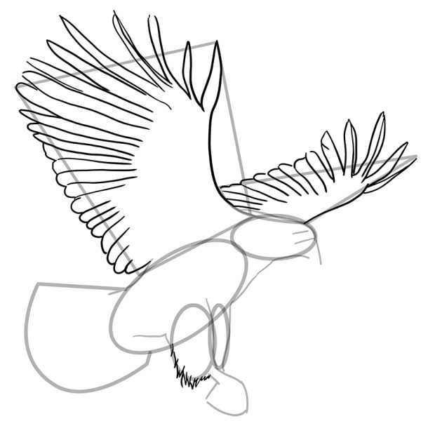 Eagle Drawing - 16 Steps for Drawing Graceful Guardians