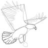 Eagle Drawing - 16 Steps for Drawing Graceful Guardians