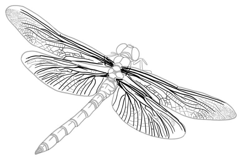 Libelle zeichnen - 12 Zeichenschritte mit Bildern