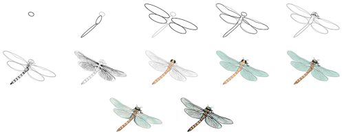 Dragonfly Drawing - 12 Steps to Sketching Graceful Guardians